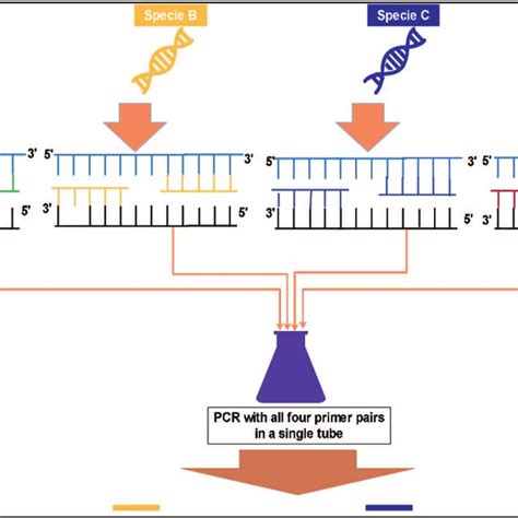 Image result for PCR Multiplexing Methods