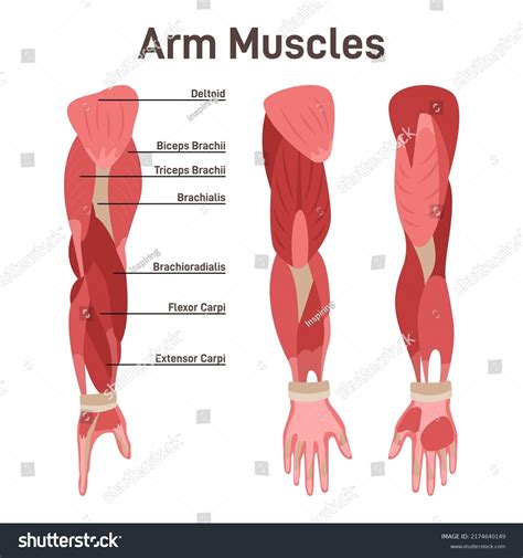 Image result for Lumen Learning Arm Muscle
