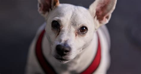 Image result for Phase One Sample