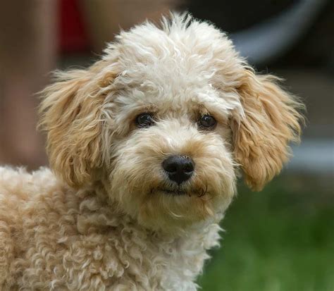 Image result for Cavapoo Dog