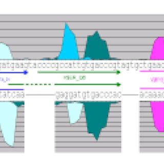 Image result for Graphical Representation of the Sequence Alignment