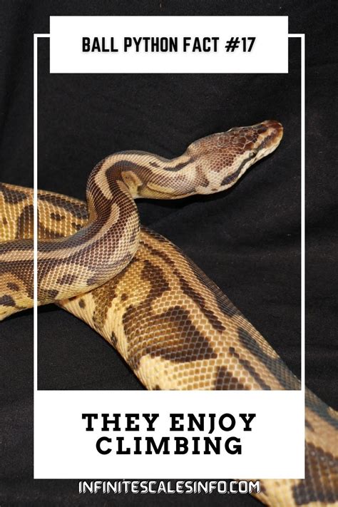 Image result for Ball Python Facts