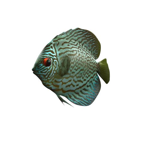 Image result for Symphysodon Discus