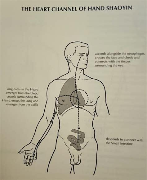 Image result for Heart Protector Channel TCM