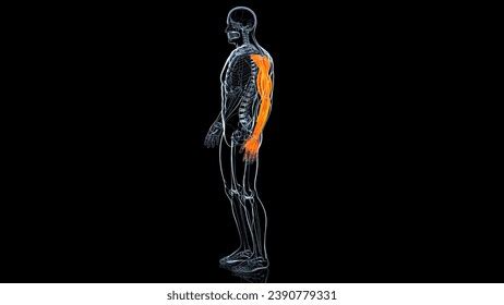 Image result for Lumen Learning Arm Muscle