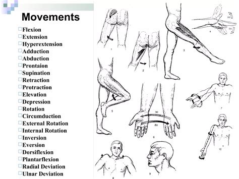 Image result for Excursion Anatomy