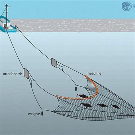 Image result for Electrical Fish