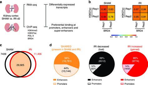 Image result for enhancer elements