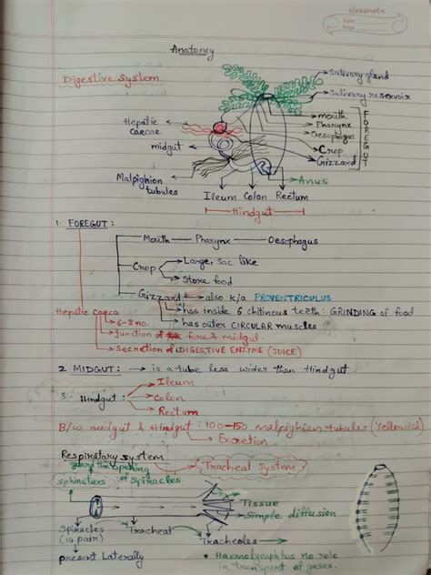 Anatomy of Cockroach | PDF