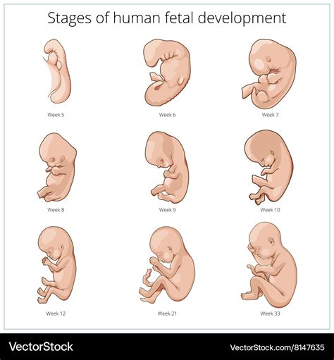 Image result for Fetal Development