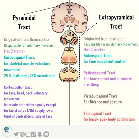 Image result for Extrapyramidal Structures