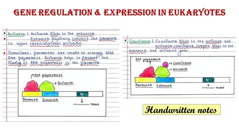 Image result for Super Repressor Enhancer