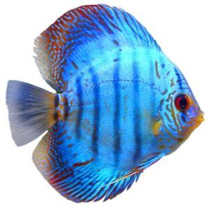 Image result for Discus Colors