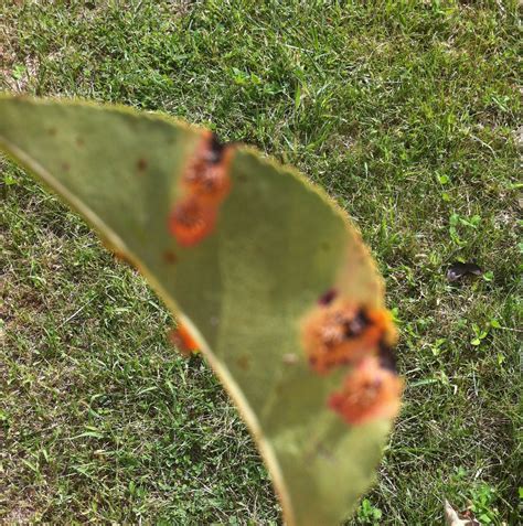 Image result for Pear Rust Circle