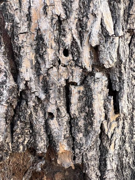 Image result for Ash Tree Bug