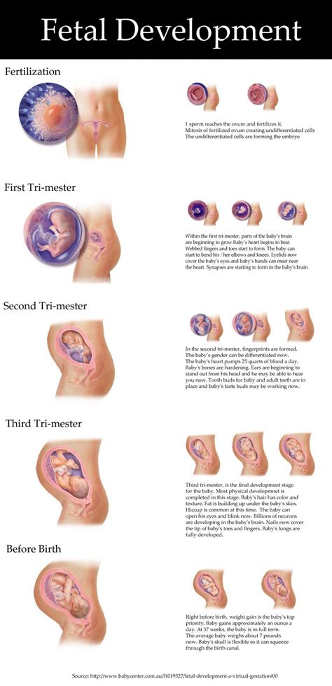 Image result for Fetal Development