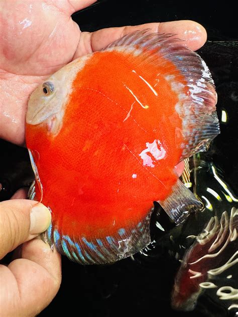 Image result for Discus Def