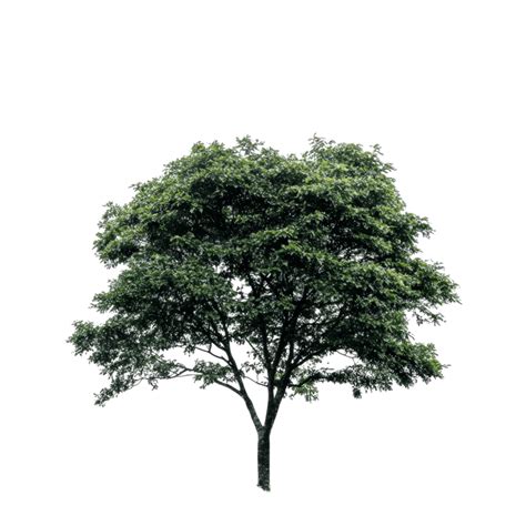 Image result for Tree Transparent Background