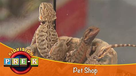 Image result for KidVision Real Animals