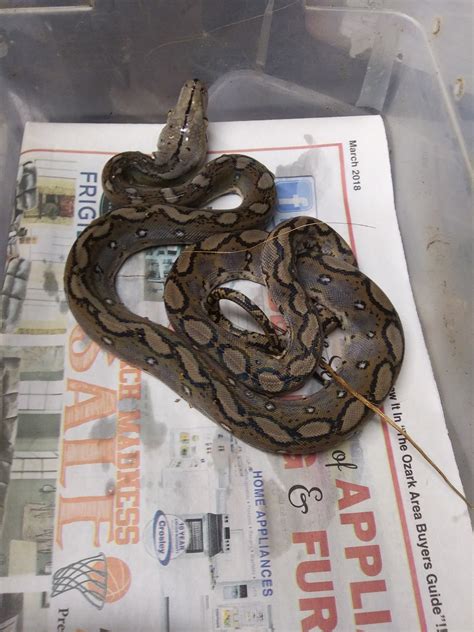 Image result for Motley Reticulated Python