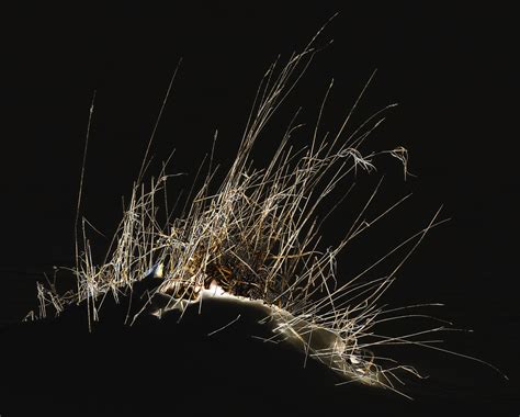 Image result for Alien Grass