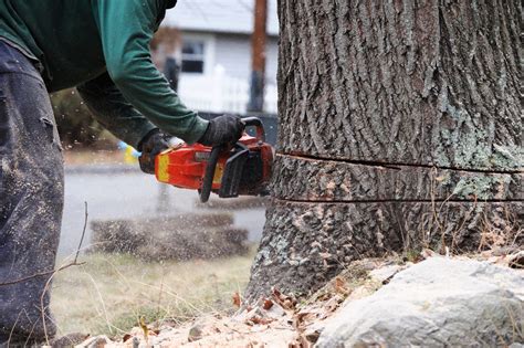 Image result for Felling a Tree Safely