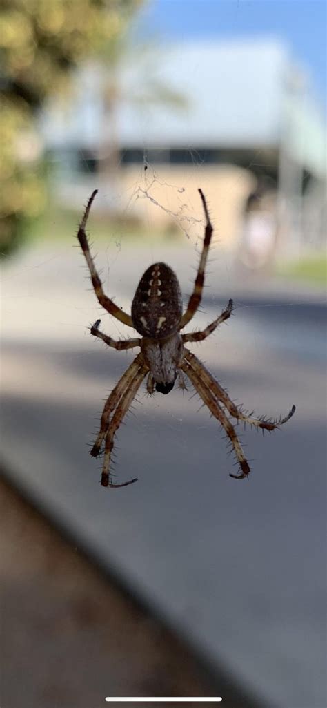 Image result for Identifying Spiders