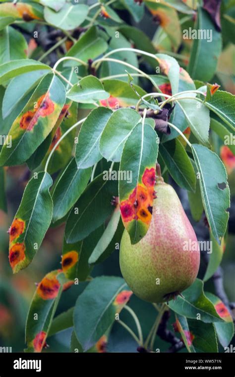Image result for Pear Rust Teleutospore