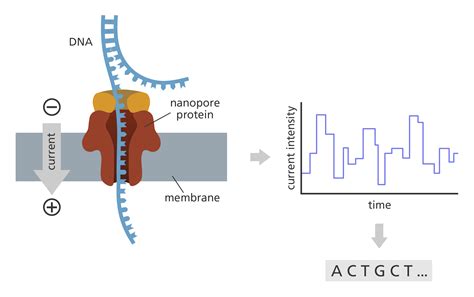 Image result for Ont Adaptive Sampling