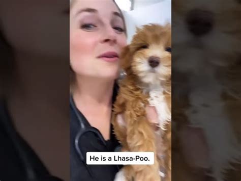 Image result for Cavapoo Eyes