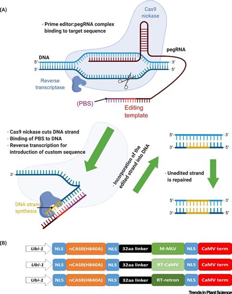 Image result for Prime Editing