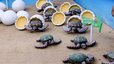 Image result for Turtle Life Cycle Videos