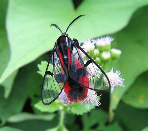 Image result for Colorful Bugs Insects