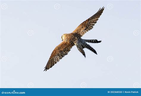 Image result for Merlin Falcon In-Flight