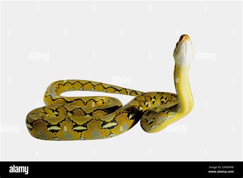 Image result for Dwarf Reticulated Python
