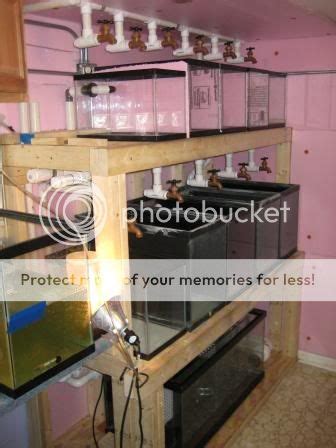 Image result for Breeding Fish Tank