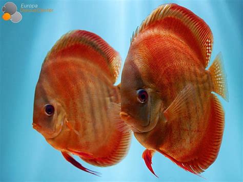 Image result for Types of Discus