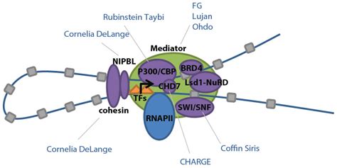 Image result for Super-Enhancer