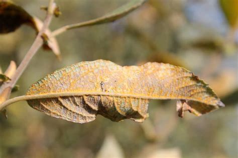 Image result for Willow Tree Rust