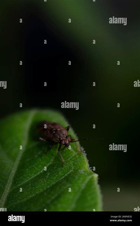 Image result for Fly Front Face