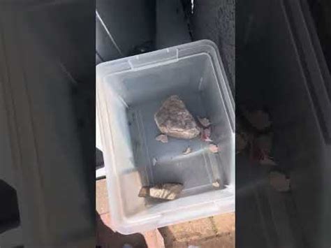 Image result for Easy Homemade Lizard Traps