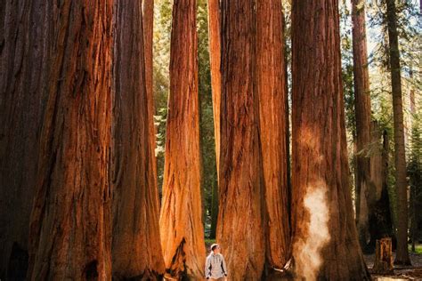 Image result for Prometheus Tree