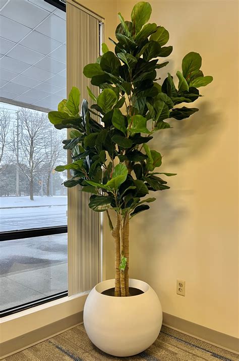 Image result for Fake Fiddle Fig Tree