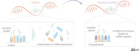 Image result for RNA Modification