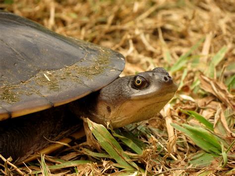 Image result for Long Neck Turtle