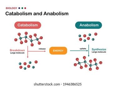 Image result for Basic Structure of ATP