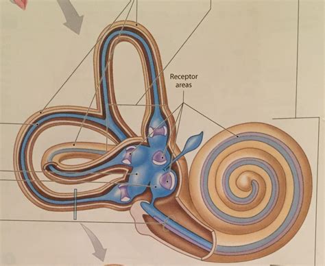 Image result for Inner Ear Shutterstock Exploding Box