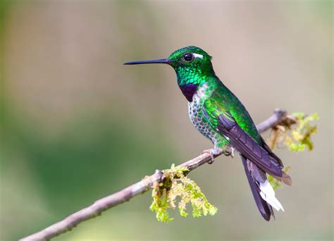 Image result for Humminbird Colorful