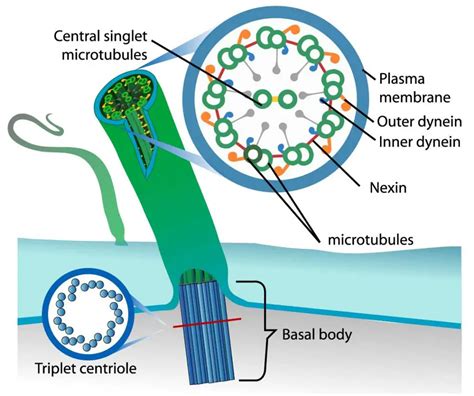Image result for Cytoskeleton Function