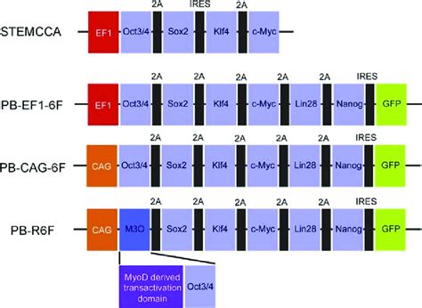 Image result for Neuro Reprogramming